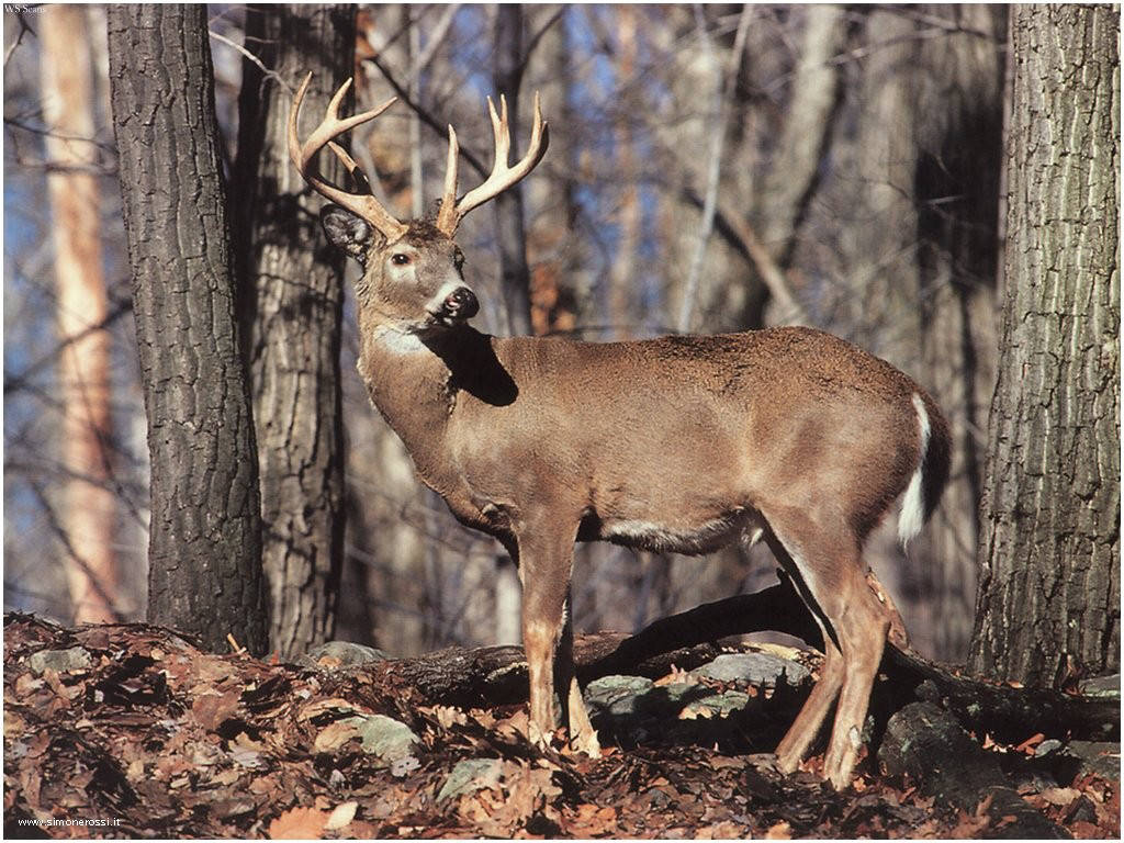 Hunting Season 2024 Ontario Map - Nanci Valeria Hunting Season 2024 Ontario Map - Nanci Valeria