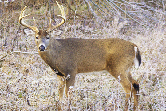 Canada Hunting Outfitters - Ontario hunting outfitters